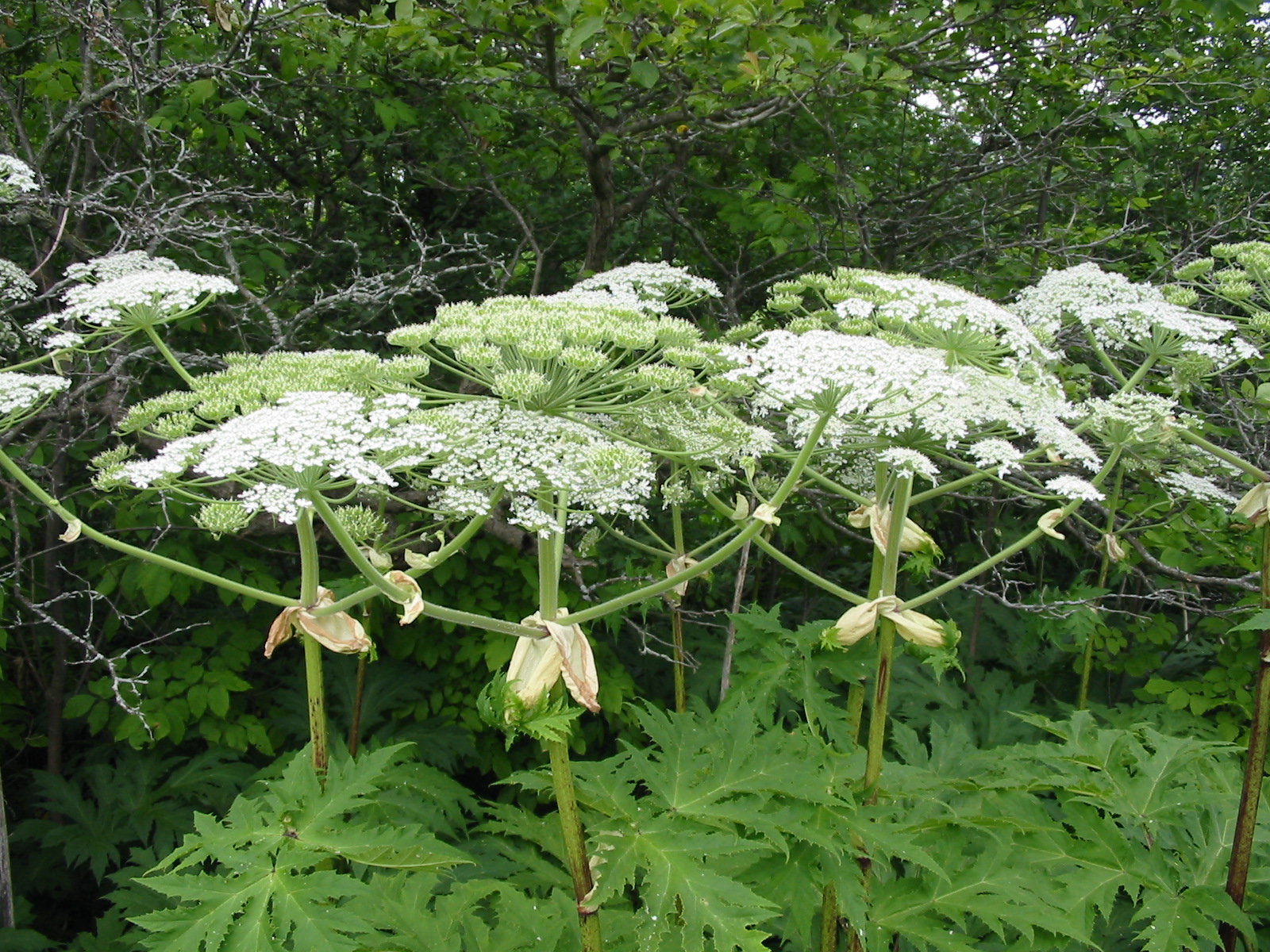 The Mighty Eagle Poisonous Plants Giant Hogweed