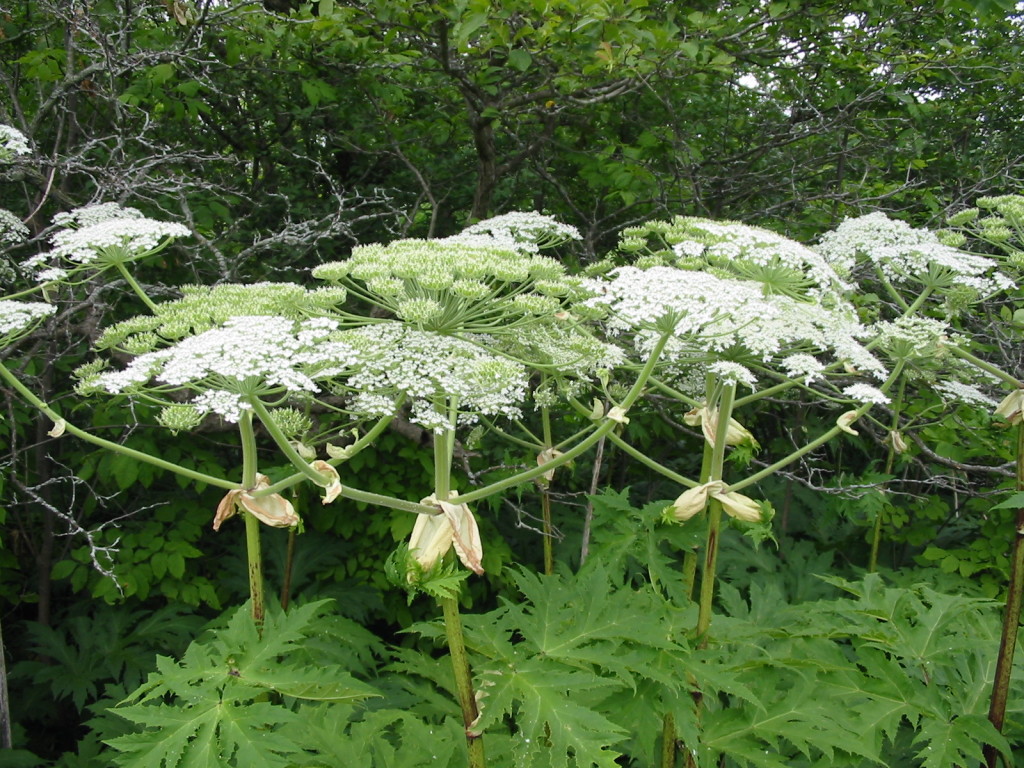 The Mighty Eagle » Poisonous Plants: Giant Hogweed